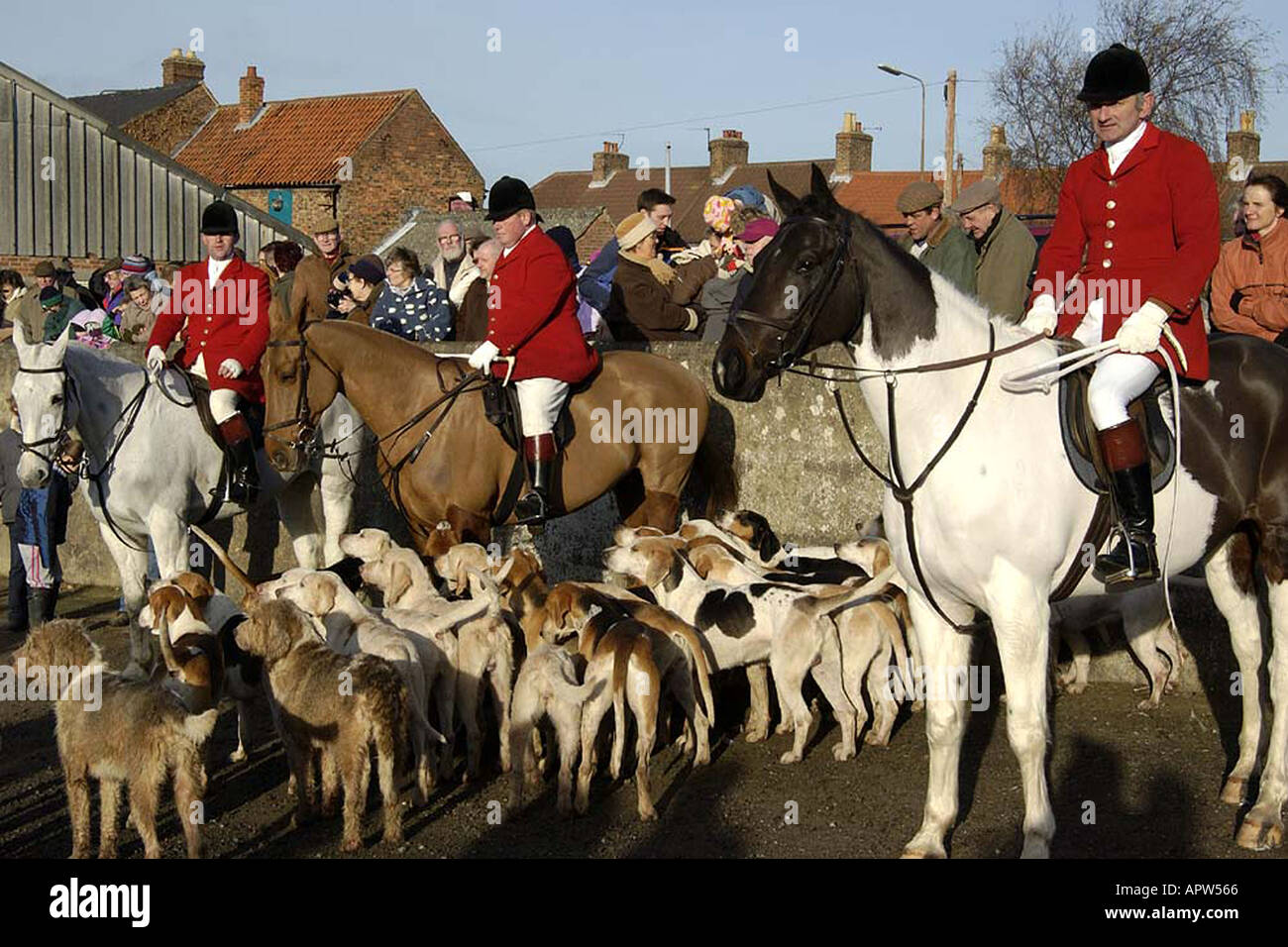 foxhunting dogs and huntsman Stock Photo - Alamy
