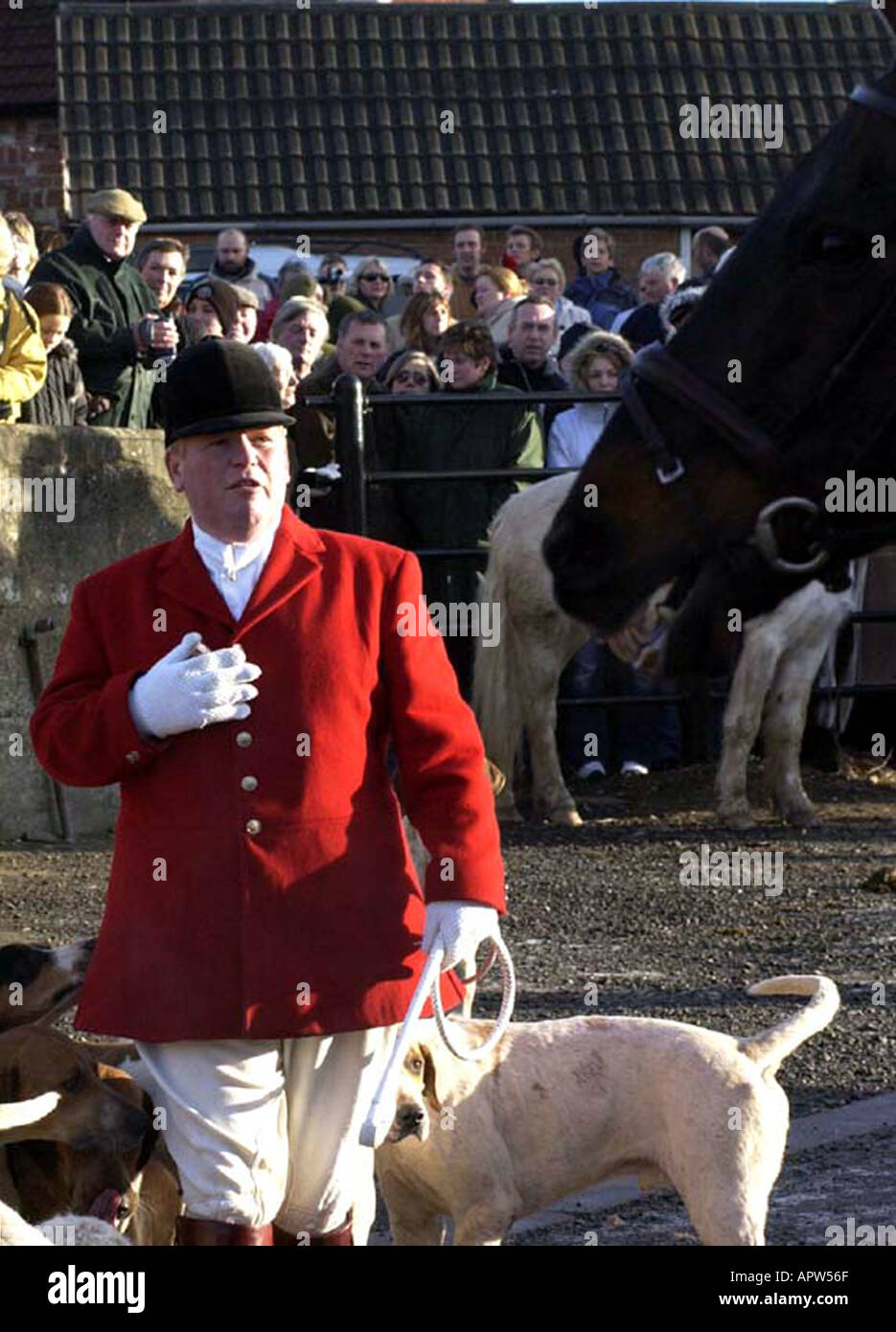foxhunting red coat huntsman Stock Photo - Alamy