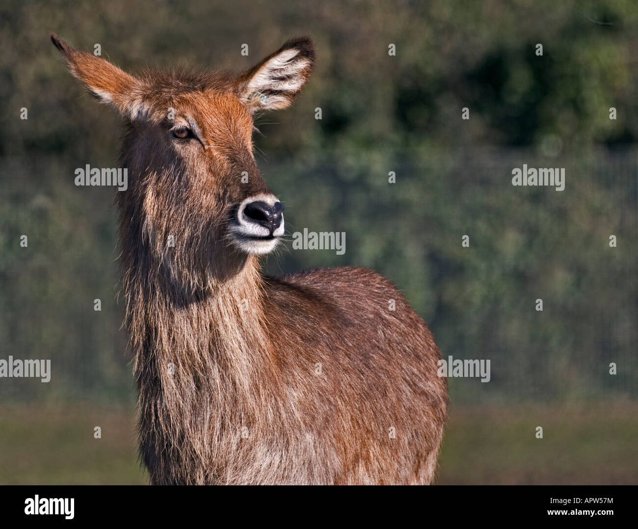 Ellipsen Waterbuck (kobus ellipsiprymnus Stock Photo - Alamy