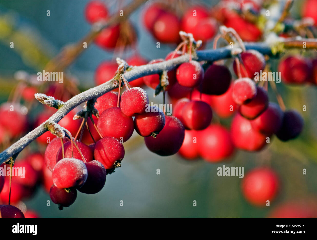 Red sentinel apple hi-res stock photography and images - Alamy