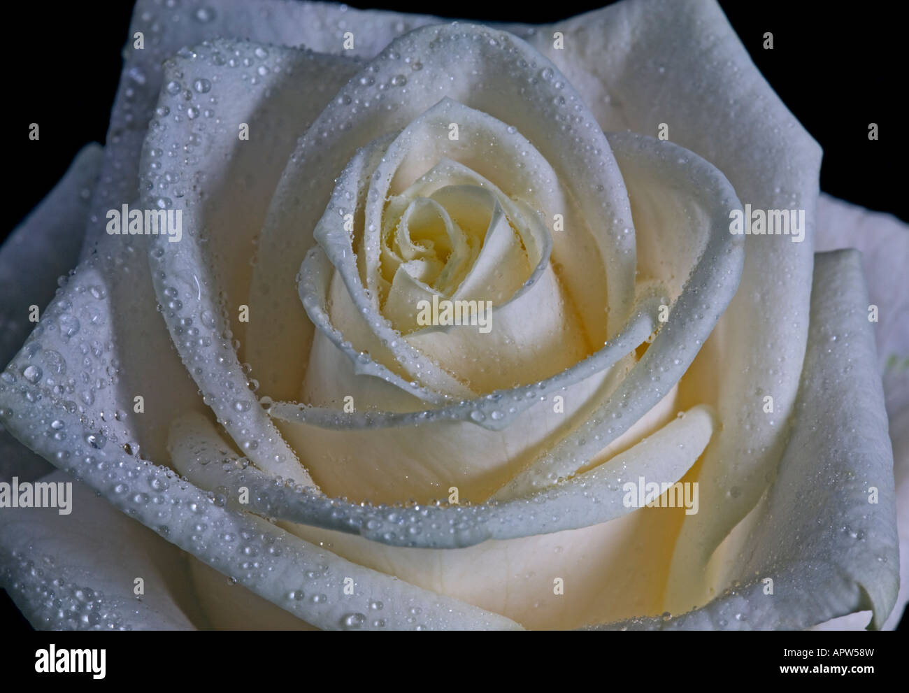 Ivory rose hi-res stock photography and images - Alamy