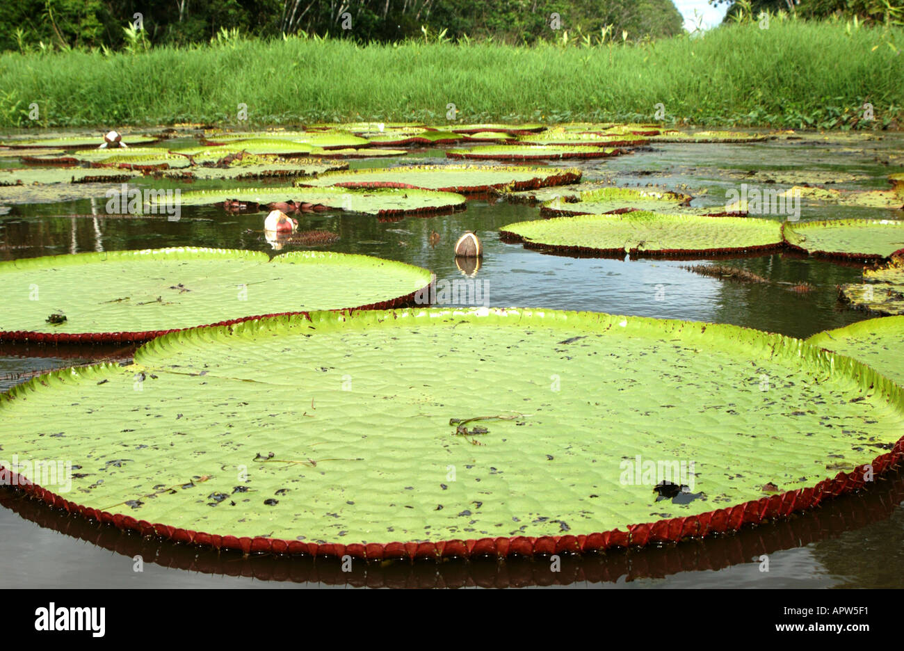 Giant water lilies Victoria Amazonica Nymphaeales Stock Photo - Alamy