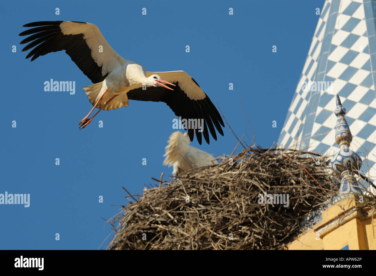 White Storks in Palos de la Frontera, Huelva, Spain Stock Photo - Alamy