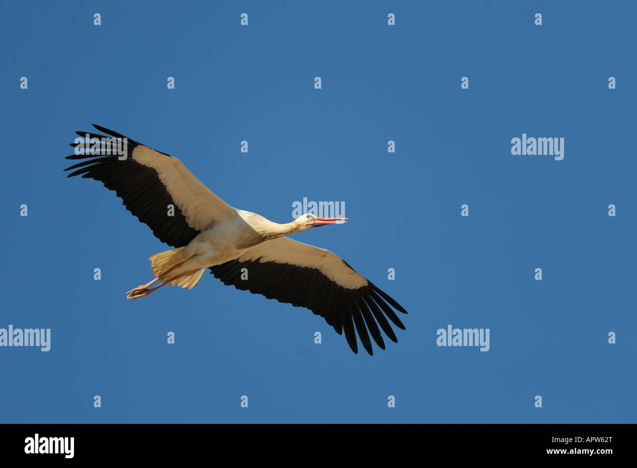 White Storks in Palos de la Frontera, Huelva, Spain Stock Photo - Alamy