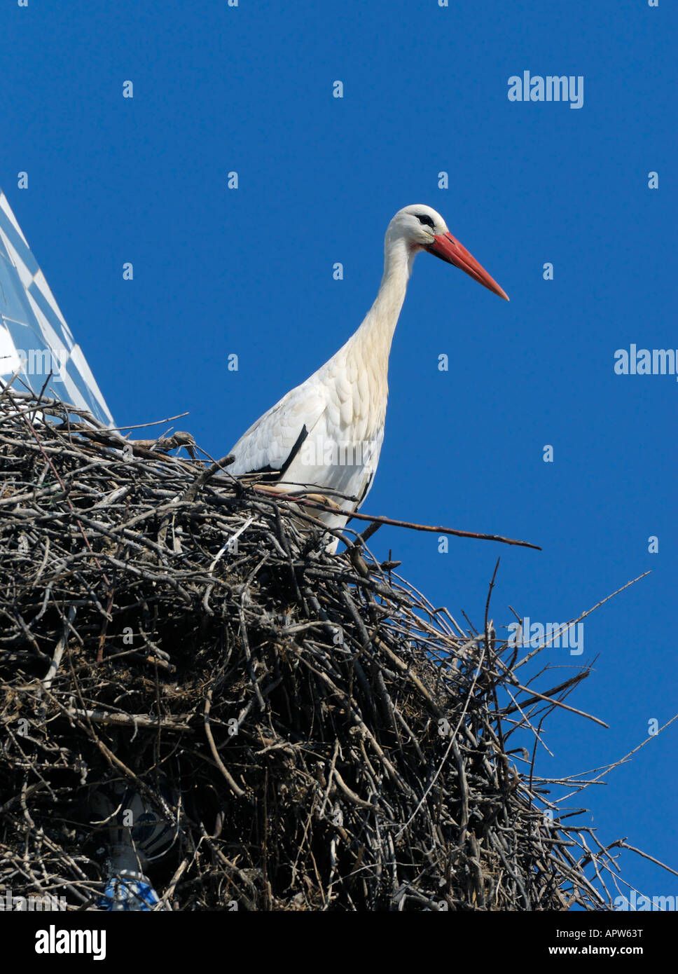 White stork flying hi-res stock photography and images - Alamy