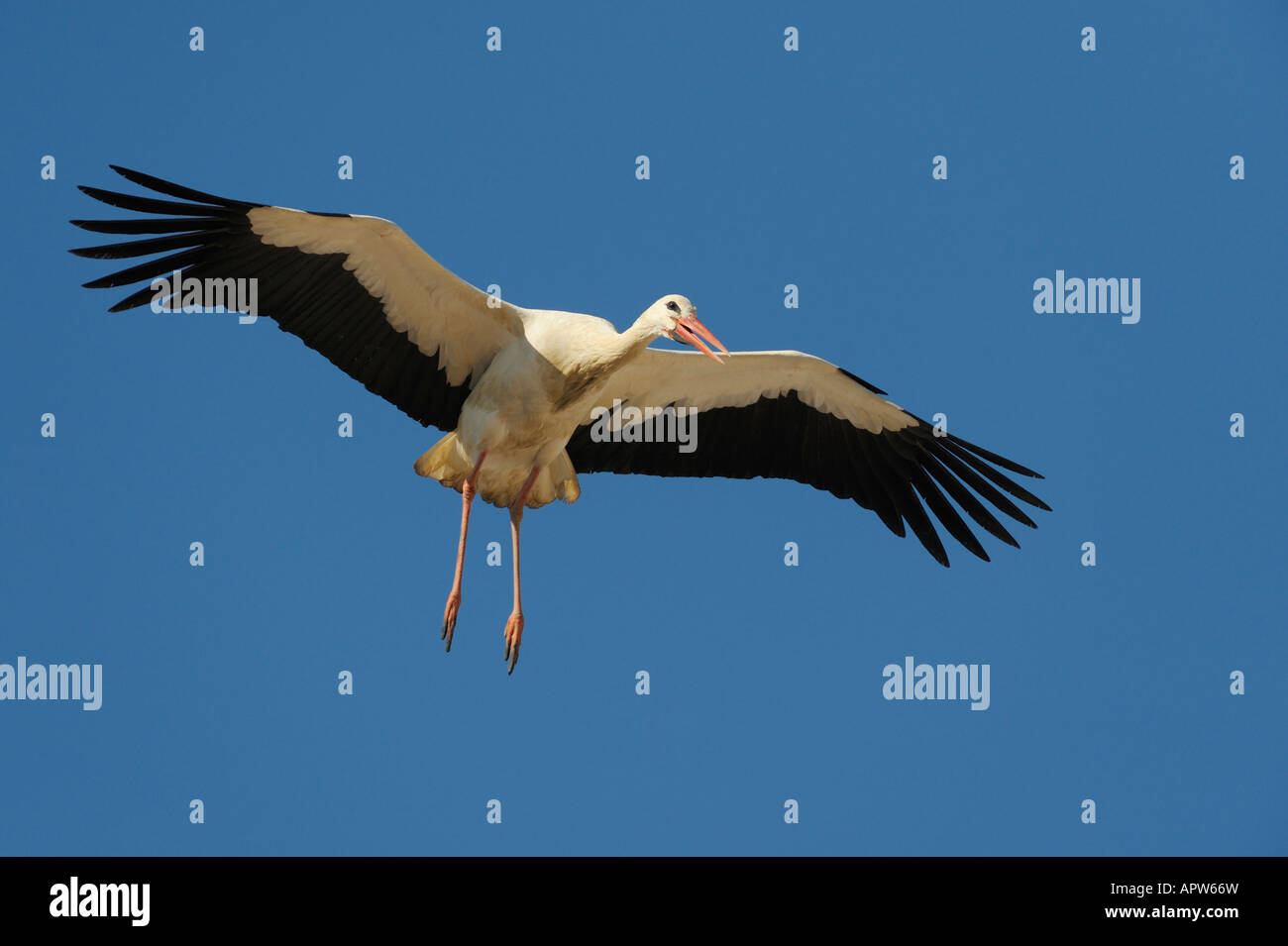 White Storks in Palos de la Frontera, Huelva, Spain Stock Photo - Alamy