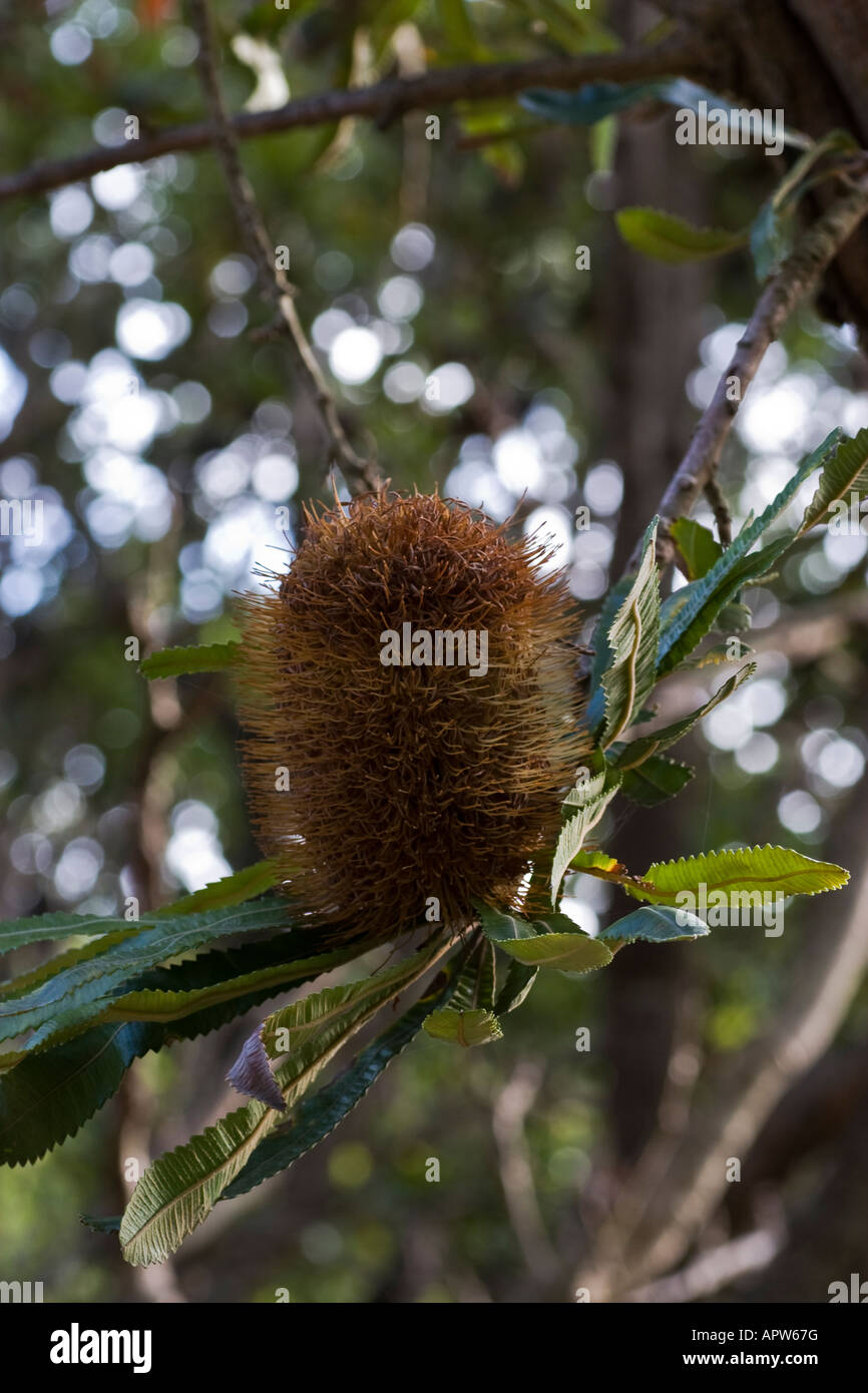 Banksia beach hi-res stock photography and images - Alamy