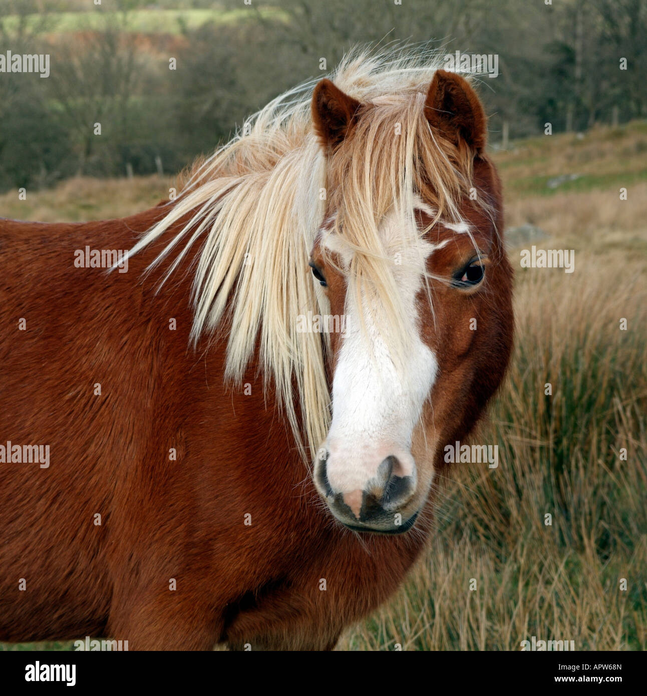 Welsh pony hi-res stock photography and images - Alamy