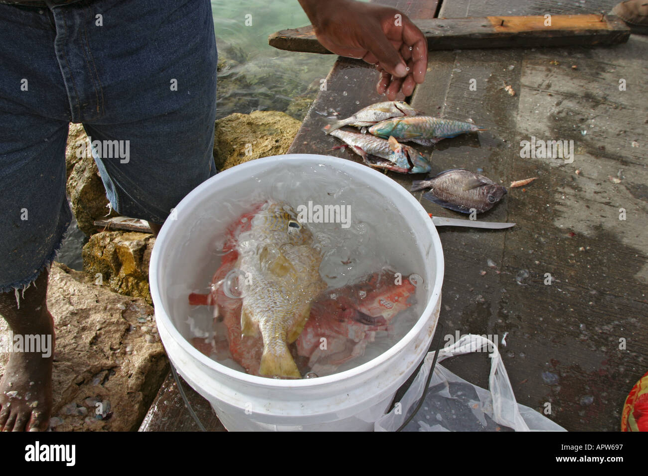 Anguilla The Caribbean Fishermen Caribbean childeren Gutting fish ...