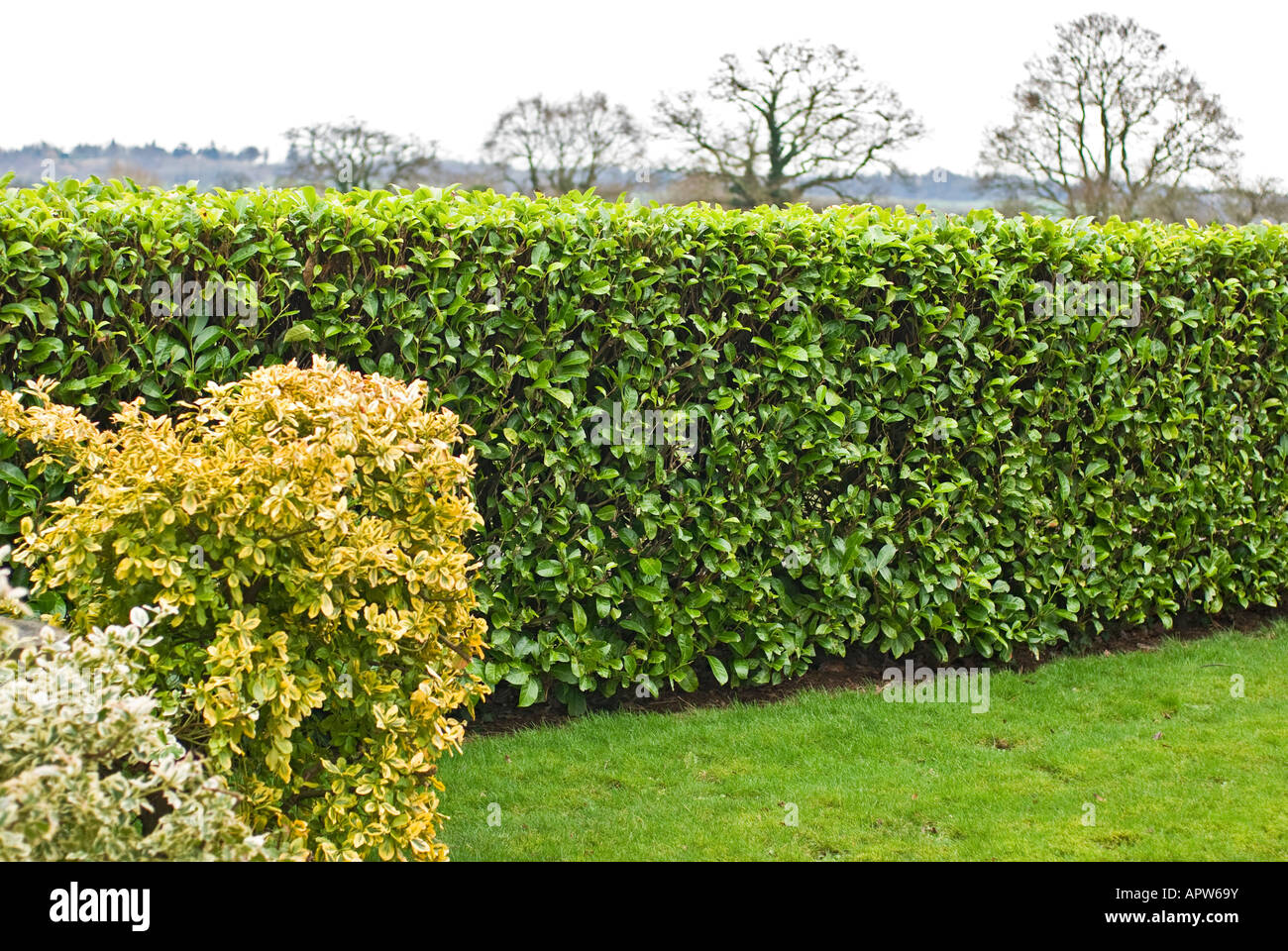 Clipped garden hedge hi-res stock photography and images - Alamy