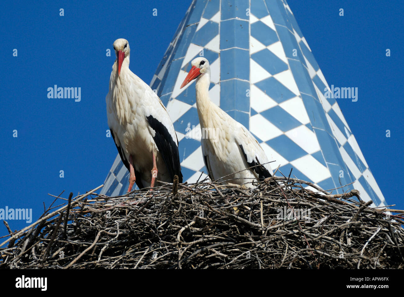 White Storks in Palos de la Frontera, Huelva, Spain Stock Photo - Alamy
