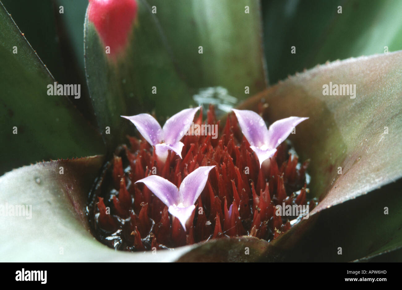 Neoregelia bromeliad plants hi-res stock photography and images - Alamy