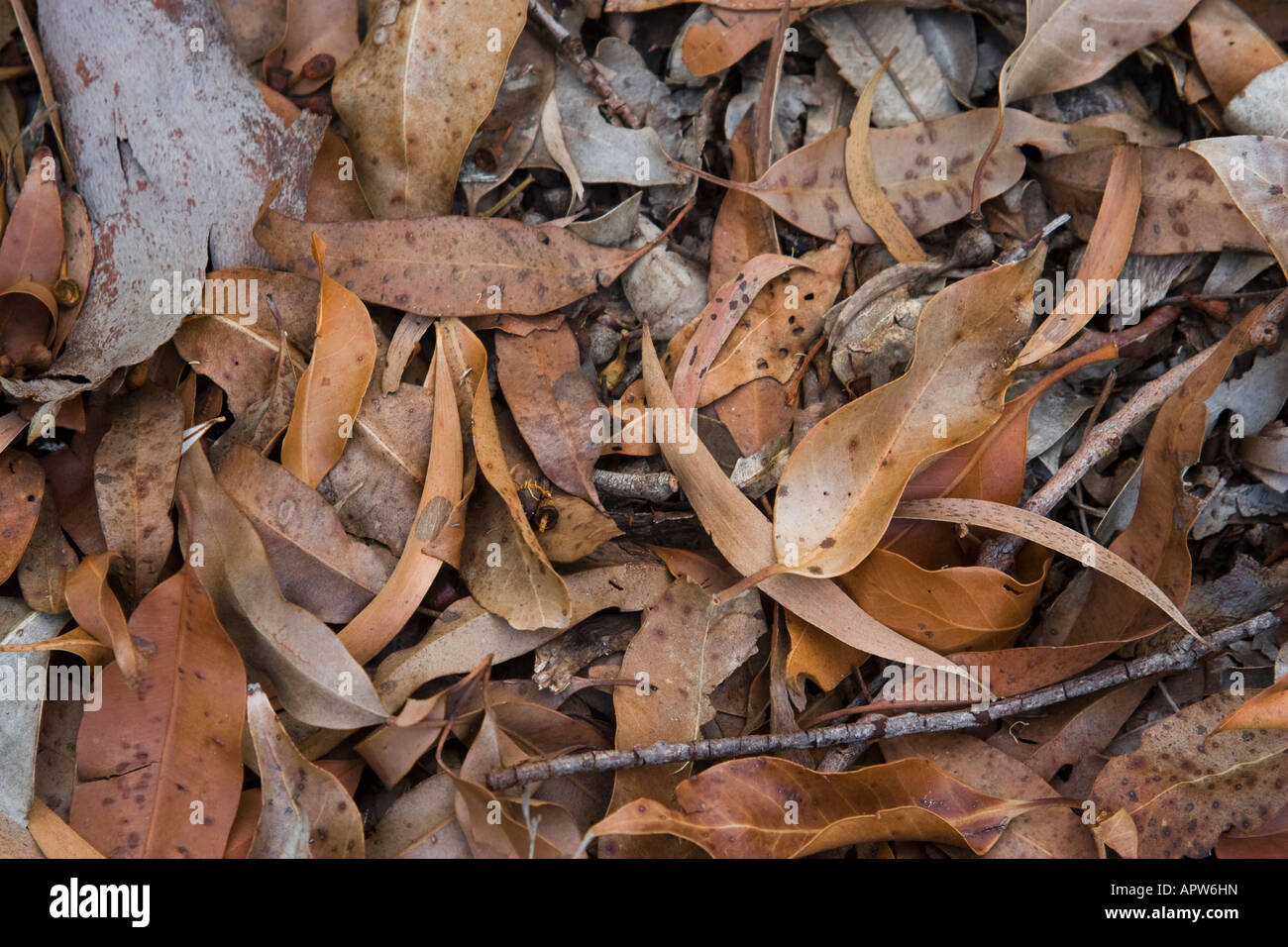 Leaf litter on the forest floor Stock Photo - Alamy