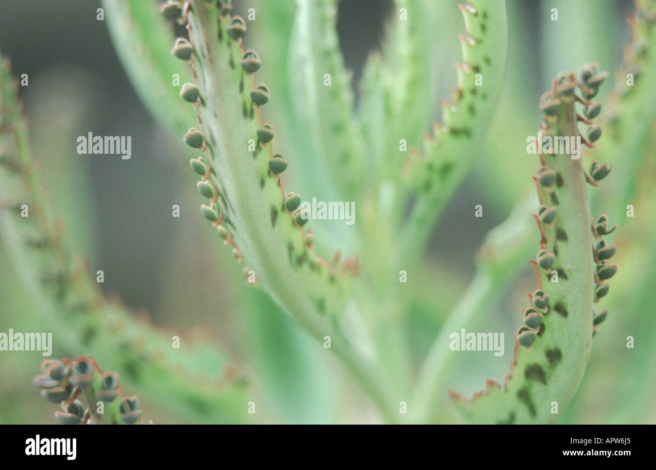 devil's backbone (Kalanchoe daigremontiana), leaves, pseudovivipary ...
