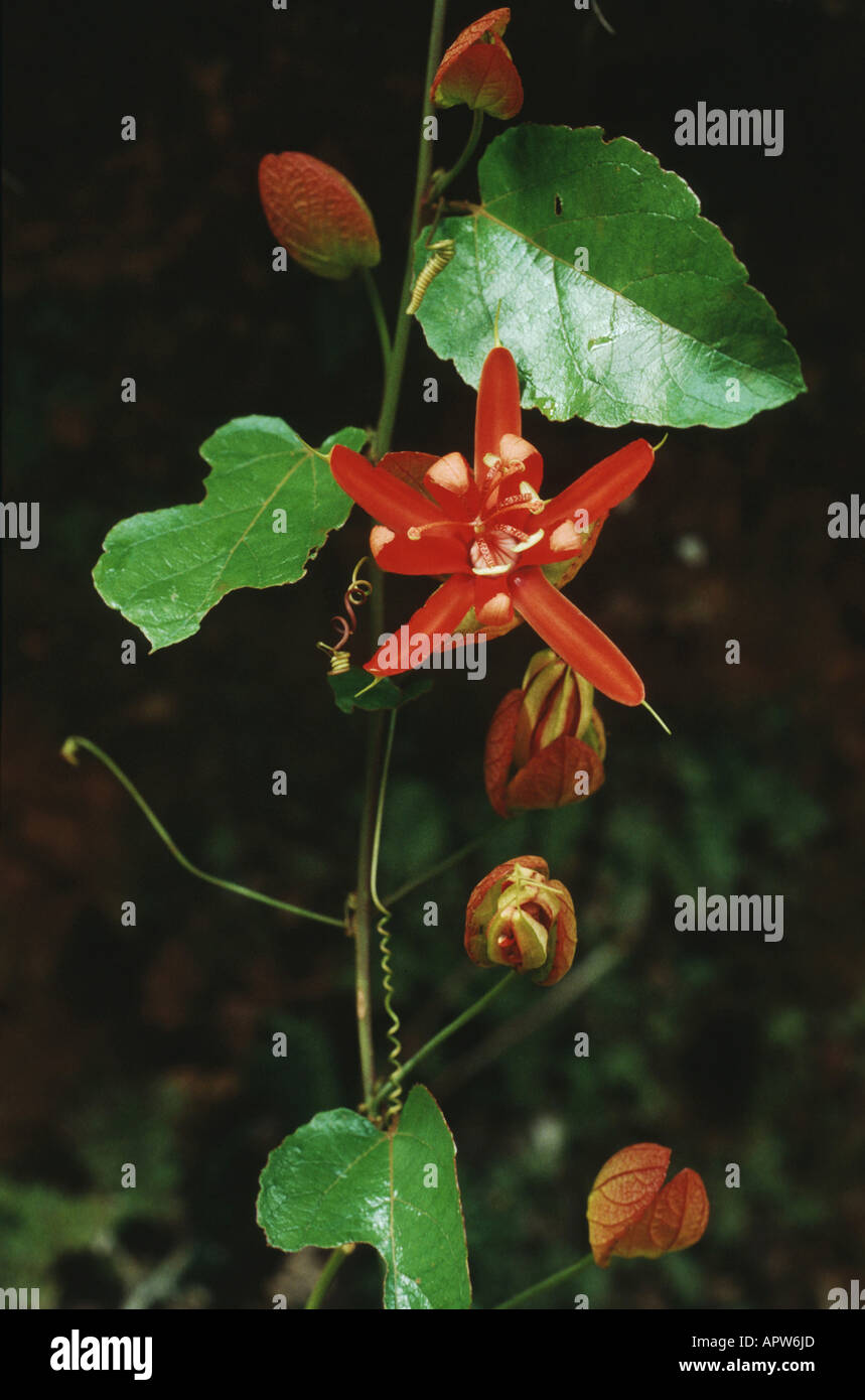 Scarlet Passionflower, Red Passionflower, Red Granadilla (Passiflora ...