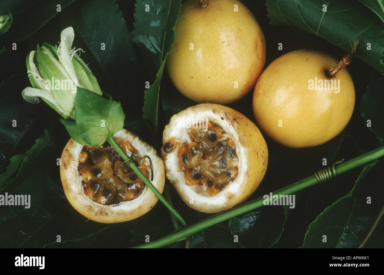 passion fruit, granadilla (Passiflora edulis), fruits, cut into halves ...