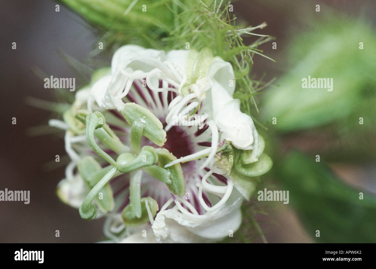 Stinking water hi-res stock photography and images - Alamy