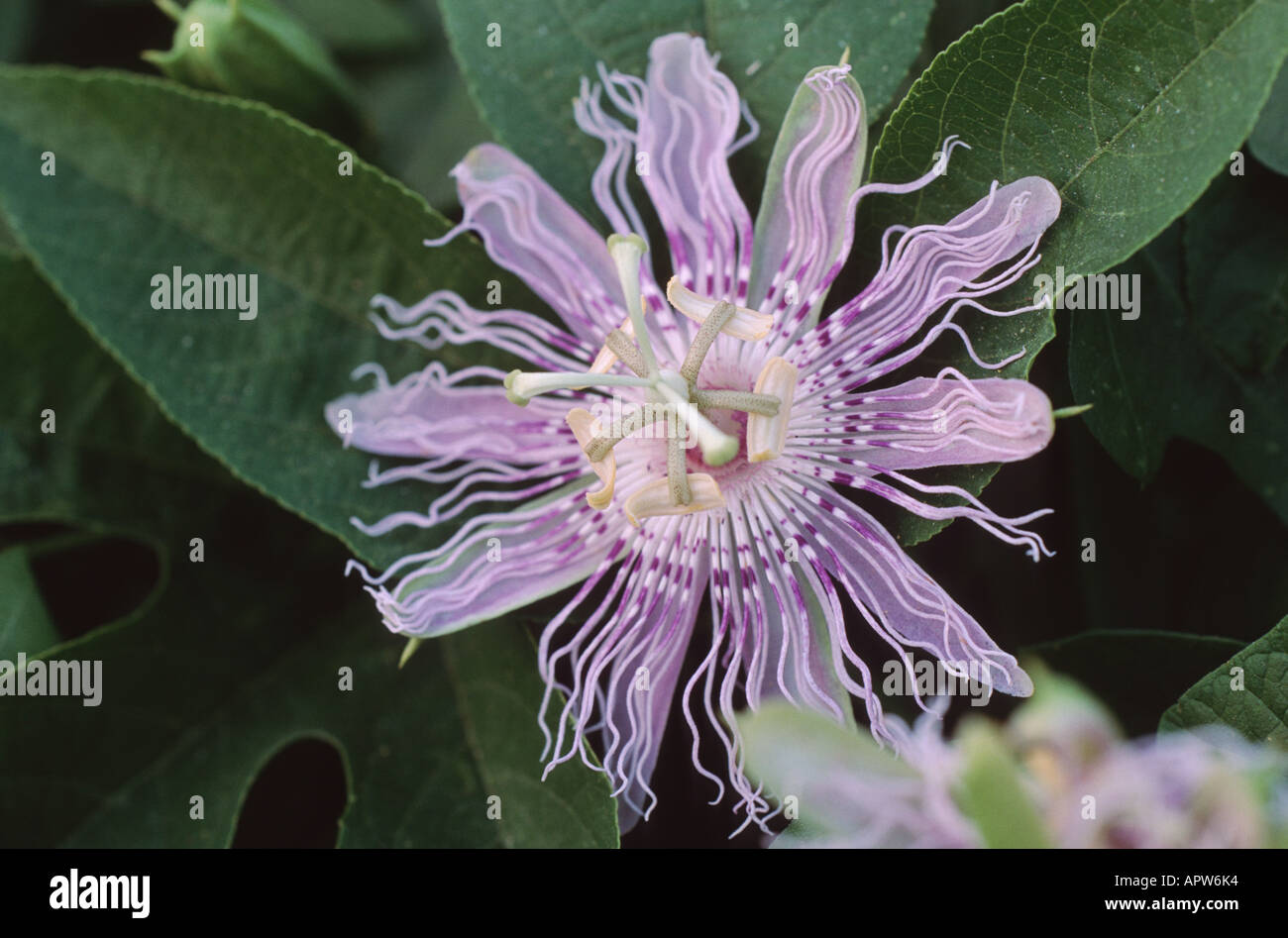 May Apple, May Pop (Passiflora incarnata), flower symbol of teh ...