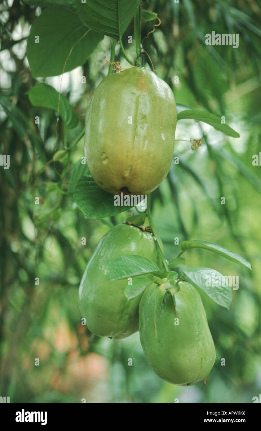 Great Granadilla, Giant Granadilla (Passiflora quadrangularis), fruits ...