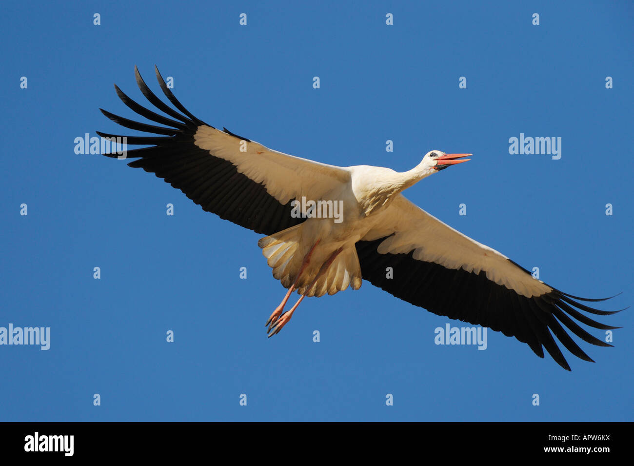 White Storks in Palos de la Frontera, Huelva, Spain Stock Photo - Alamy