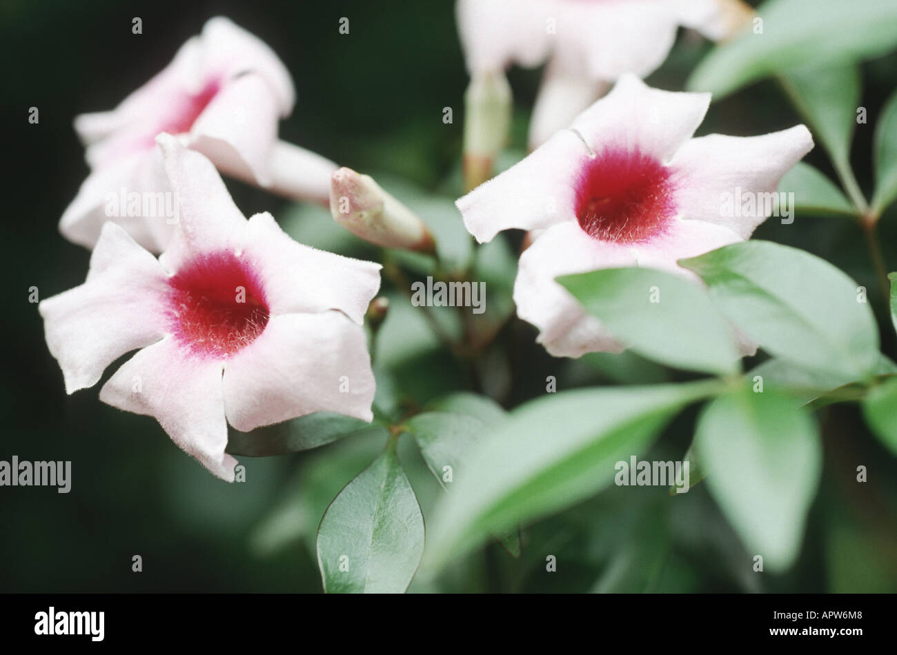 Bower Vine, Bower Plant, Jasmine (Pandorea jasminoides), flowers Stock ...