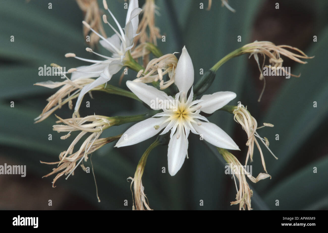 Star Lilly, Illyrian Sea Lily (Pancratium illyricum), inflorescence ...
