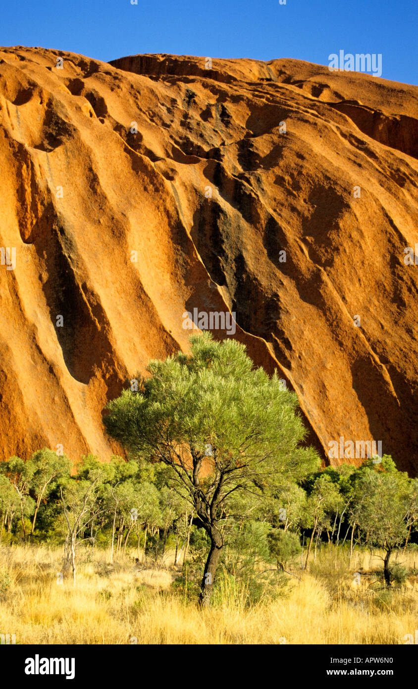 Closeup of Ayers Rock with trees, Uluru, Northern Territories ...