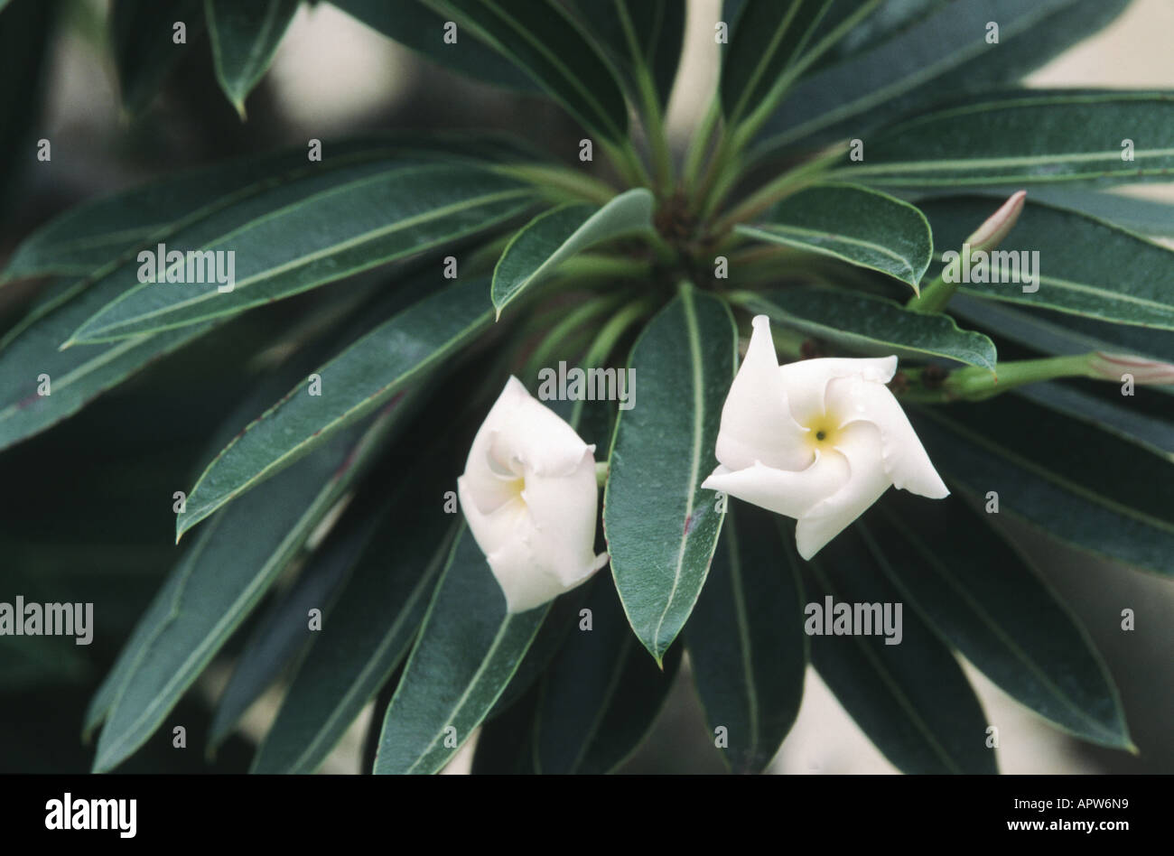 madagascar palm (Pachypodium lamerii), flowers Stock Photo - Alamy