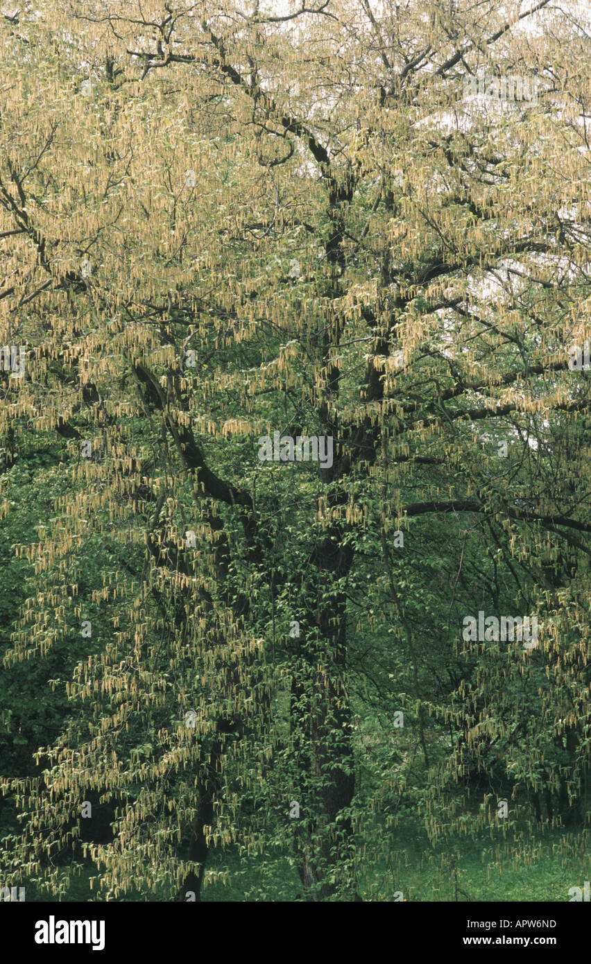 Hop hornbeam pollen hi-res stock photography and images - Alamy