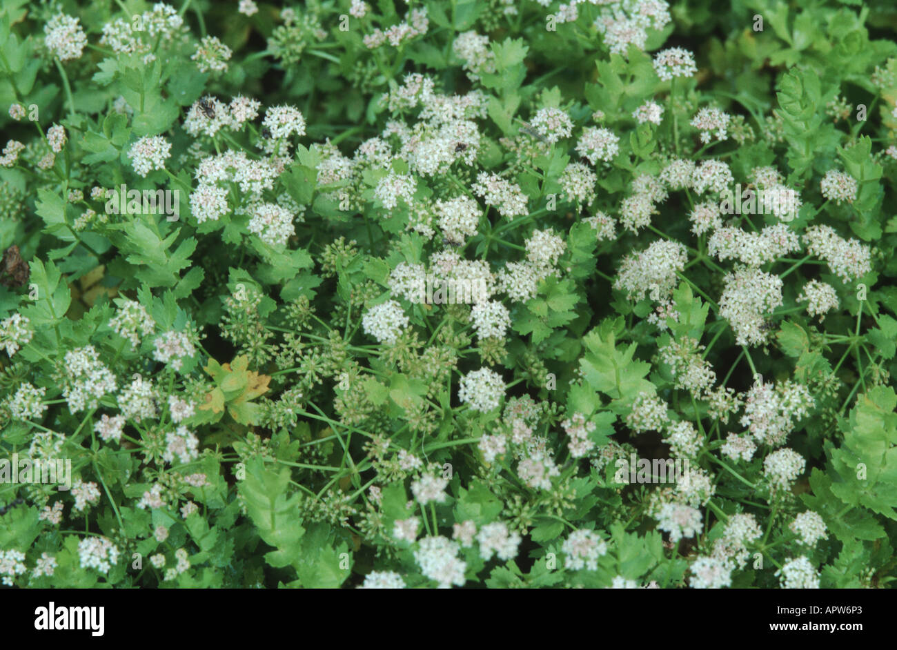 Creeping marshwort hi-res stock photography and images - Alamy
