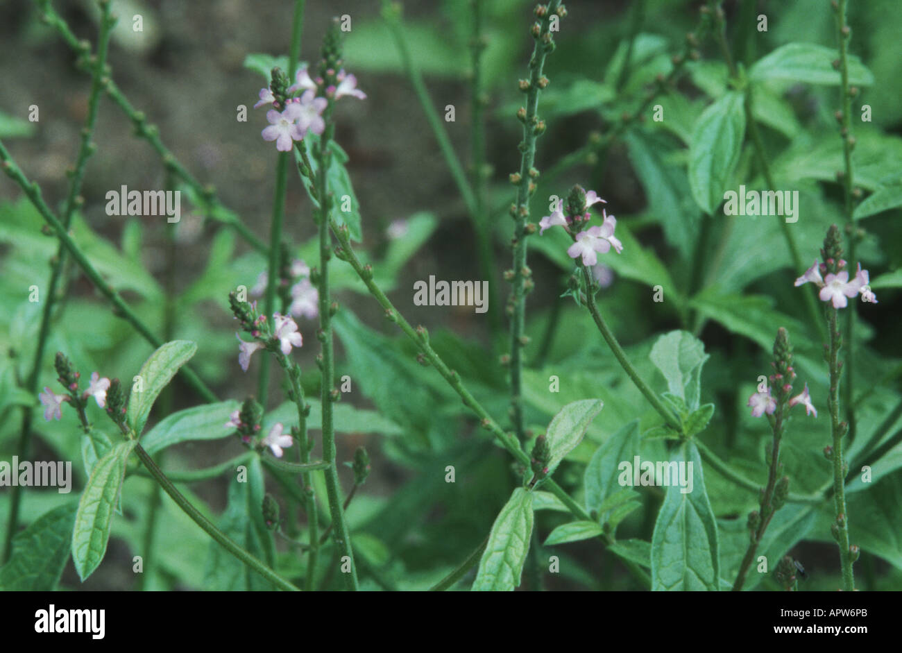 European vervain, Turkey Grass, Simpler's Joy (Verbena officinalis ...