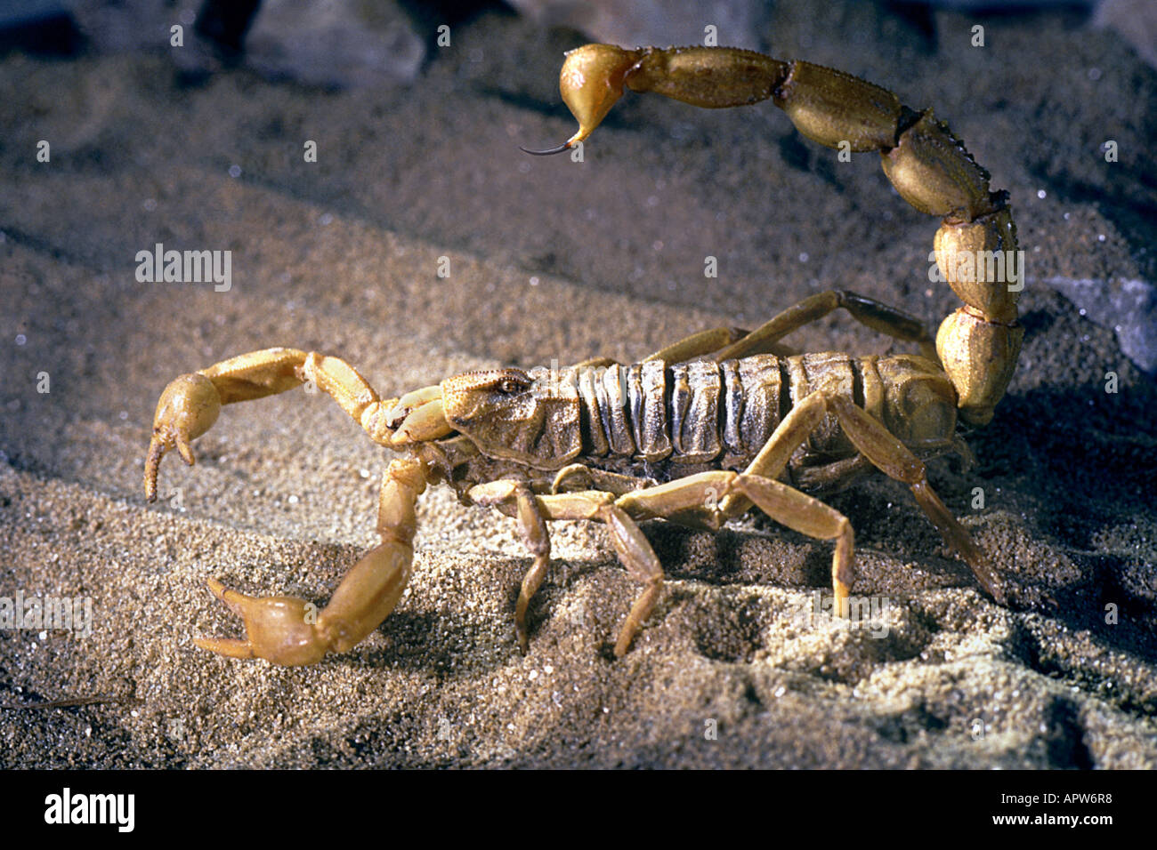 scorpion (Buthus spec Stock Photo - Alamy