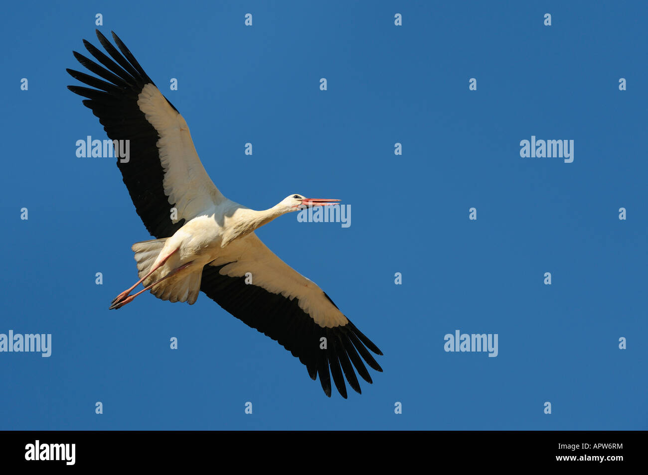 White Storks in Palos de la Frontera, Huelva, Spain Stock Photo - Alamy