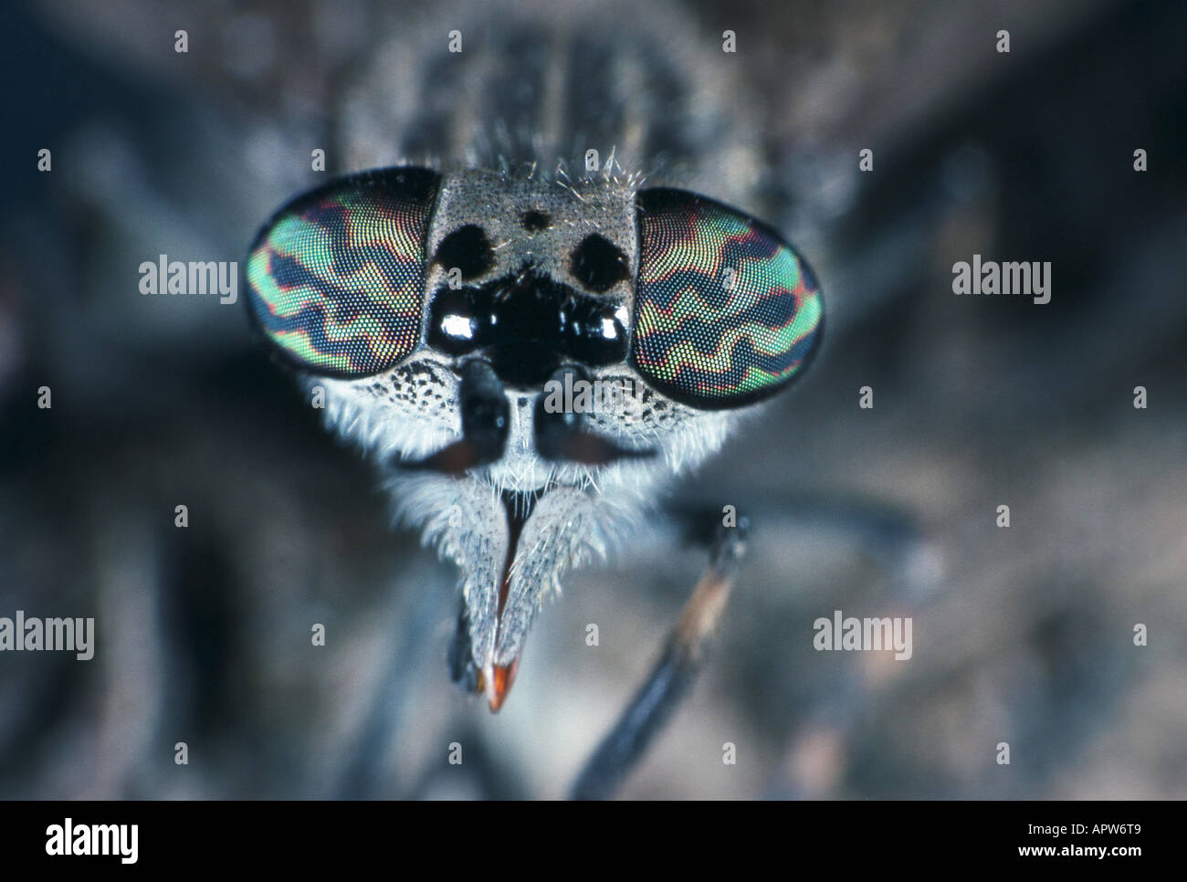 cleg-fly, cleg (Haematopota pluvialis), compound eyes Stock Photo - Alamy