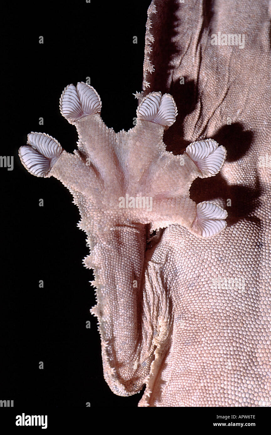 gecko, gecko, under side of a feet Stock Photo - Alamy