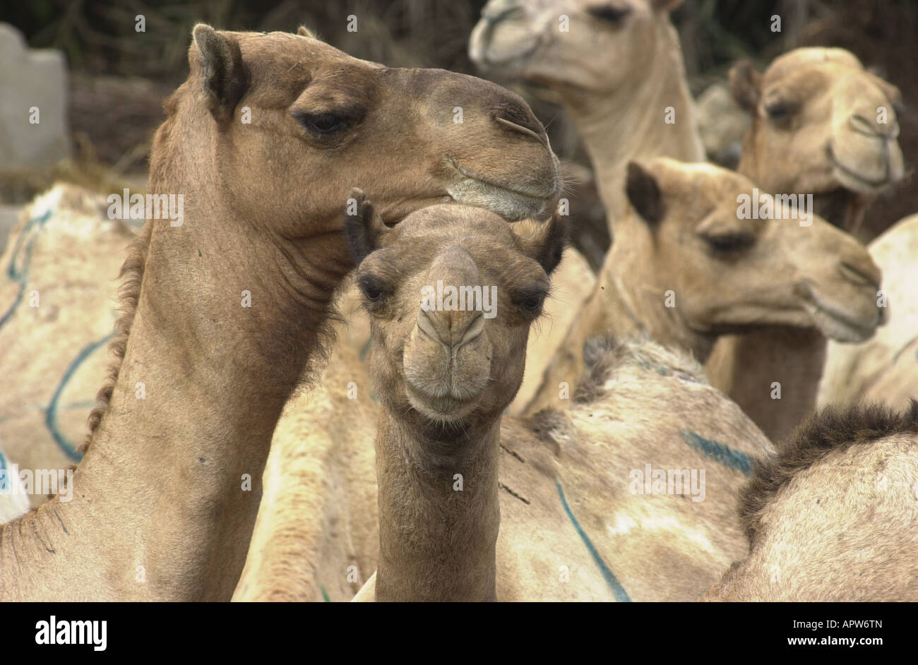 camel, camels, camel-market, middle-east Stock Photo - Alamy camel, camels, camel-market, middle-east Stock Photo - Alamy