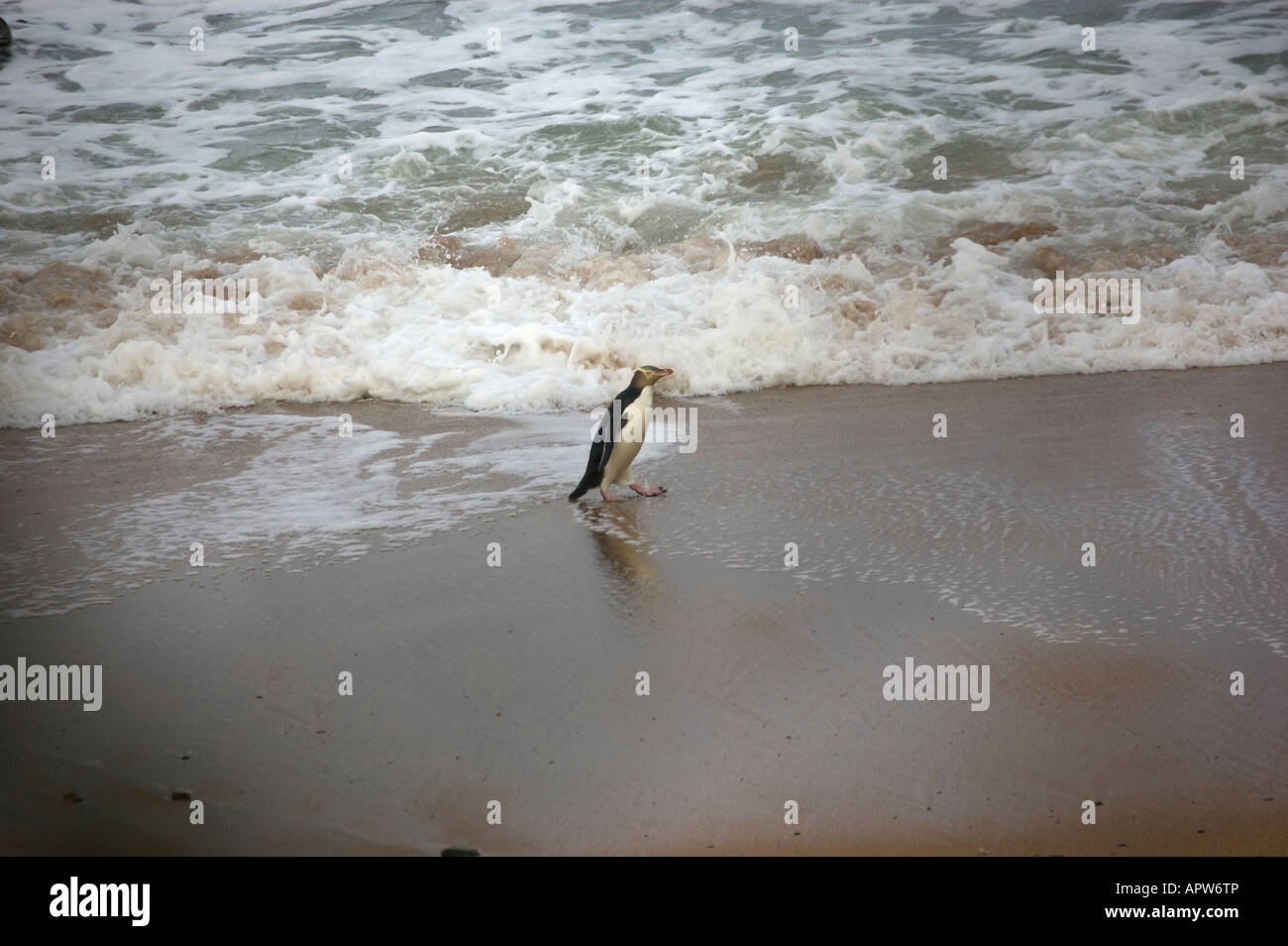 Yellow eyed penguin, new zealand hi-res stock photography and images ...