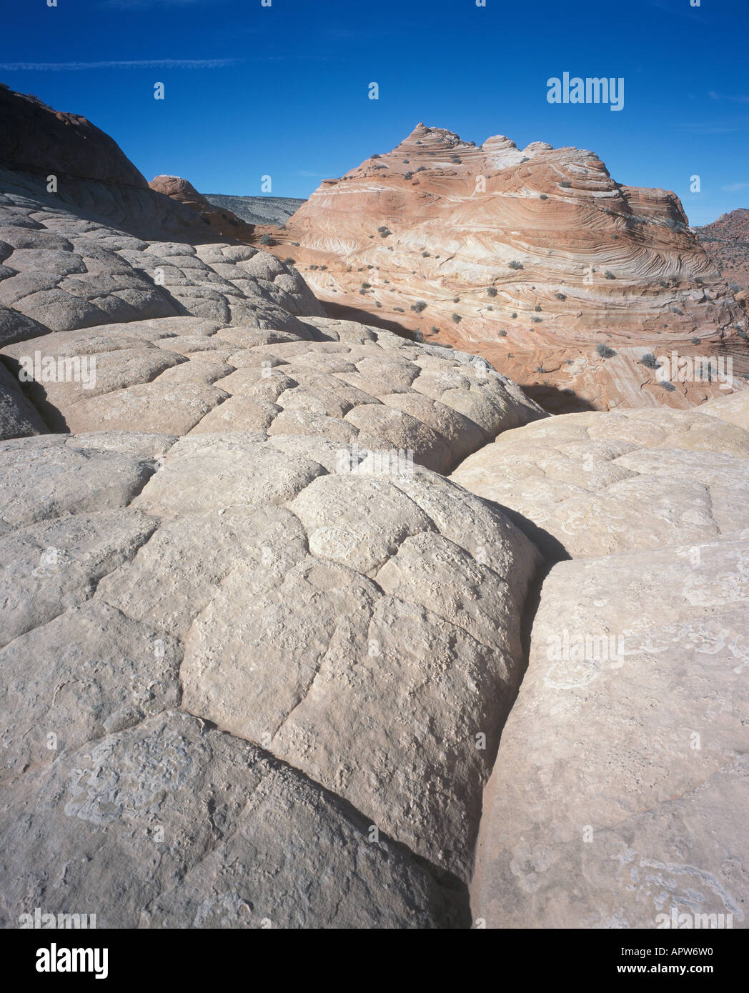 Sensible Ecosystem Ecosystem High Resolution Stock Photography and ...