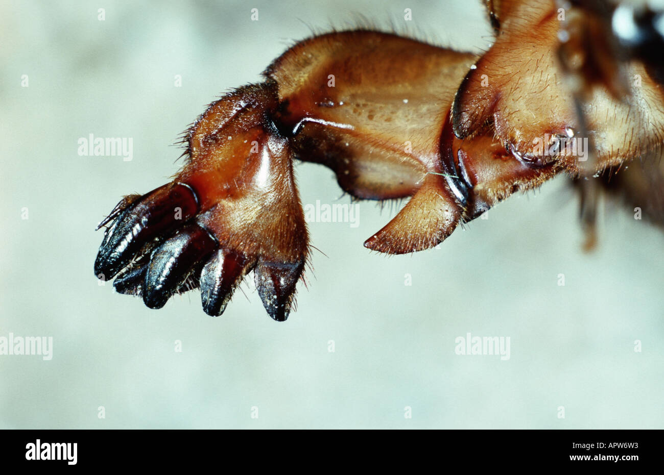 Adapted front legs hi-res stock photography and images - Alamy