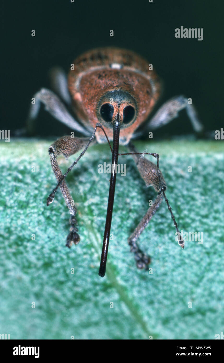 nut weevil (Curculio nucum), front view Stock Photo - Alamy