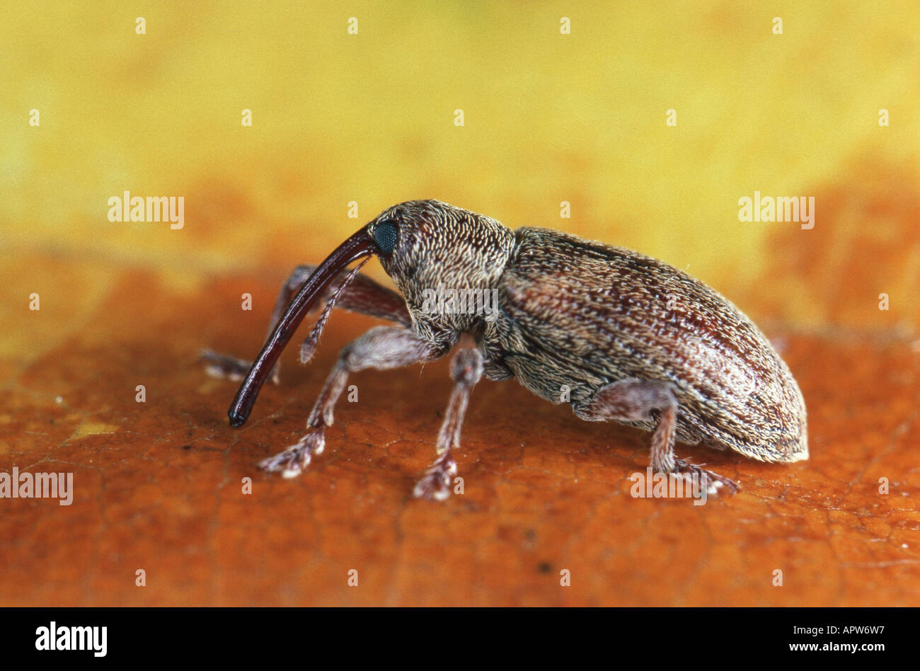 Odd beetle hi-res stock photography and images - Alamy