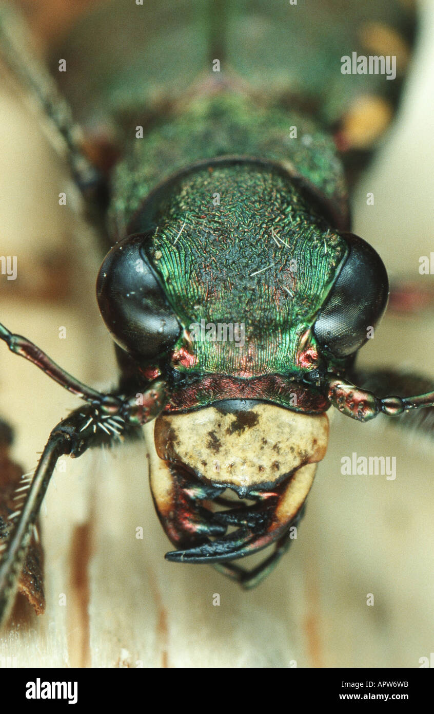 tiger beetles (Cicindelidae), portrait with mouthparts Stock Photo - Alamy