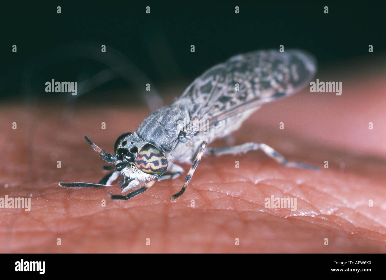 Horsefly cleg hi-res stock photography and images - Alamy