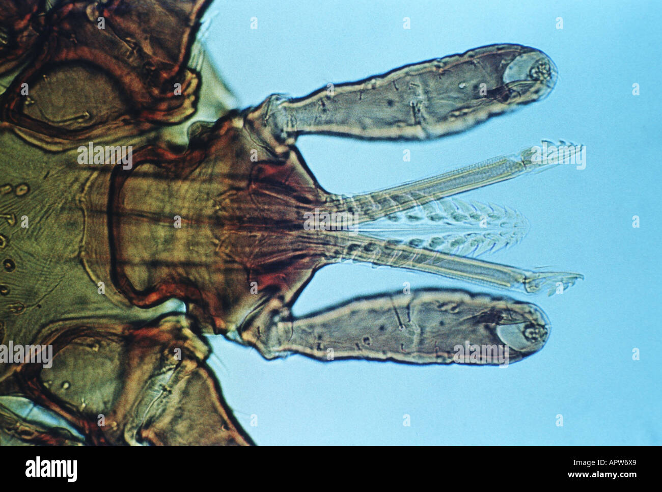 European castor bean tick, European sheep tick (Ixodes ricinus), mouth ...