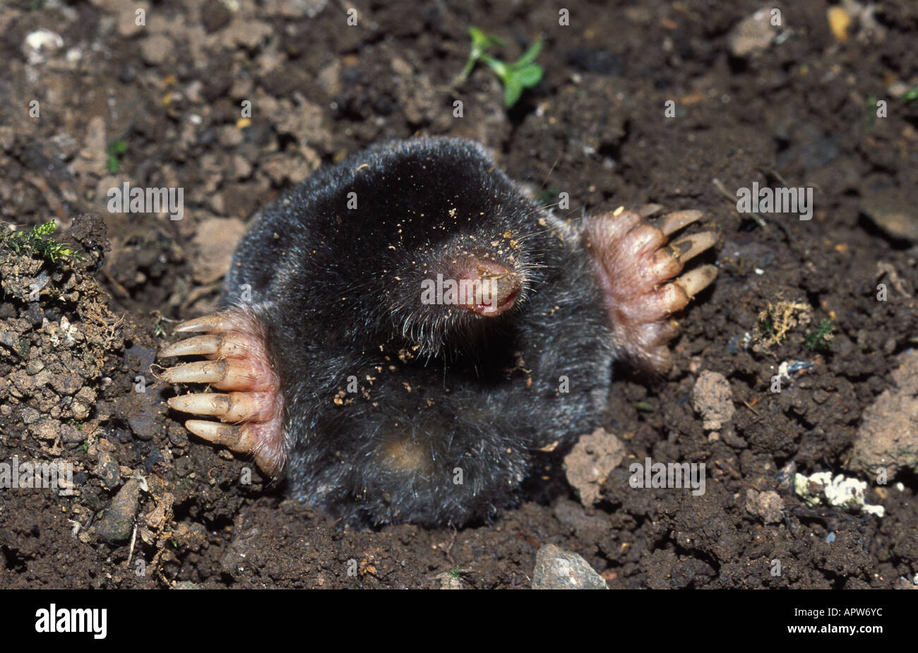 Mole_hole hi-res stock photography and images - Alamy