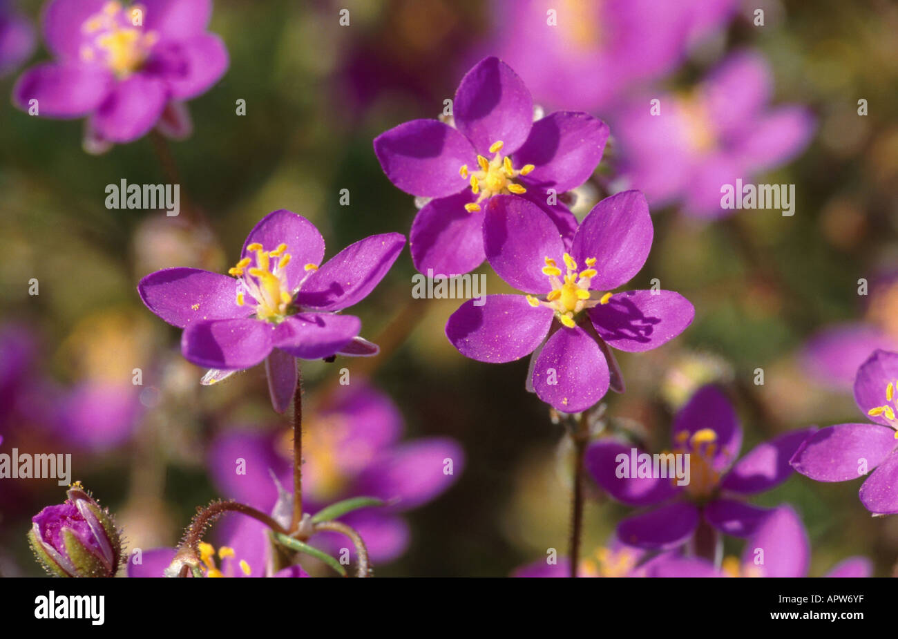 red sandspurry, sand spurrey, purple sandspurry (Spergularia rubra ...