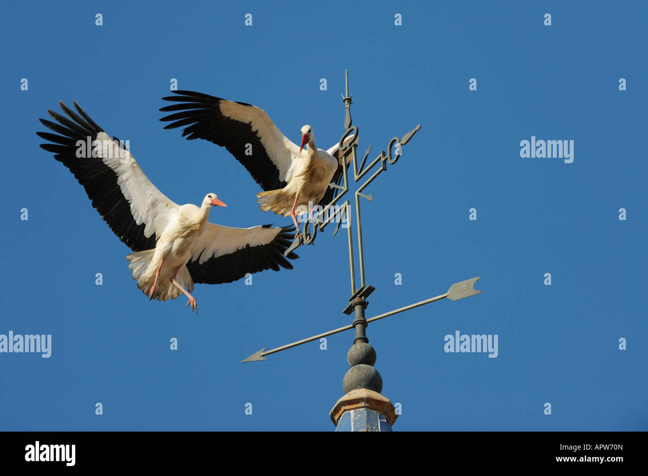 White Storks in Palos de la Frontera, Huelva, Spain Stock Photo - Alamy