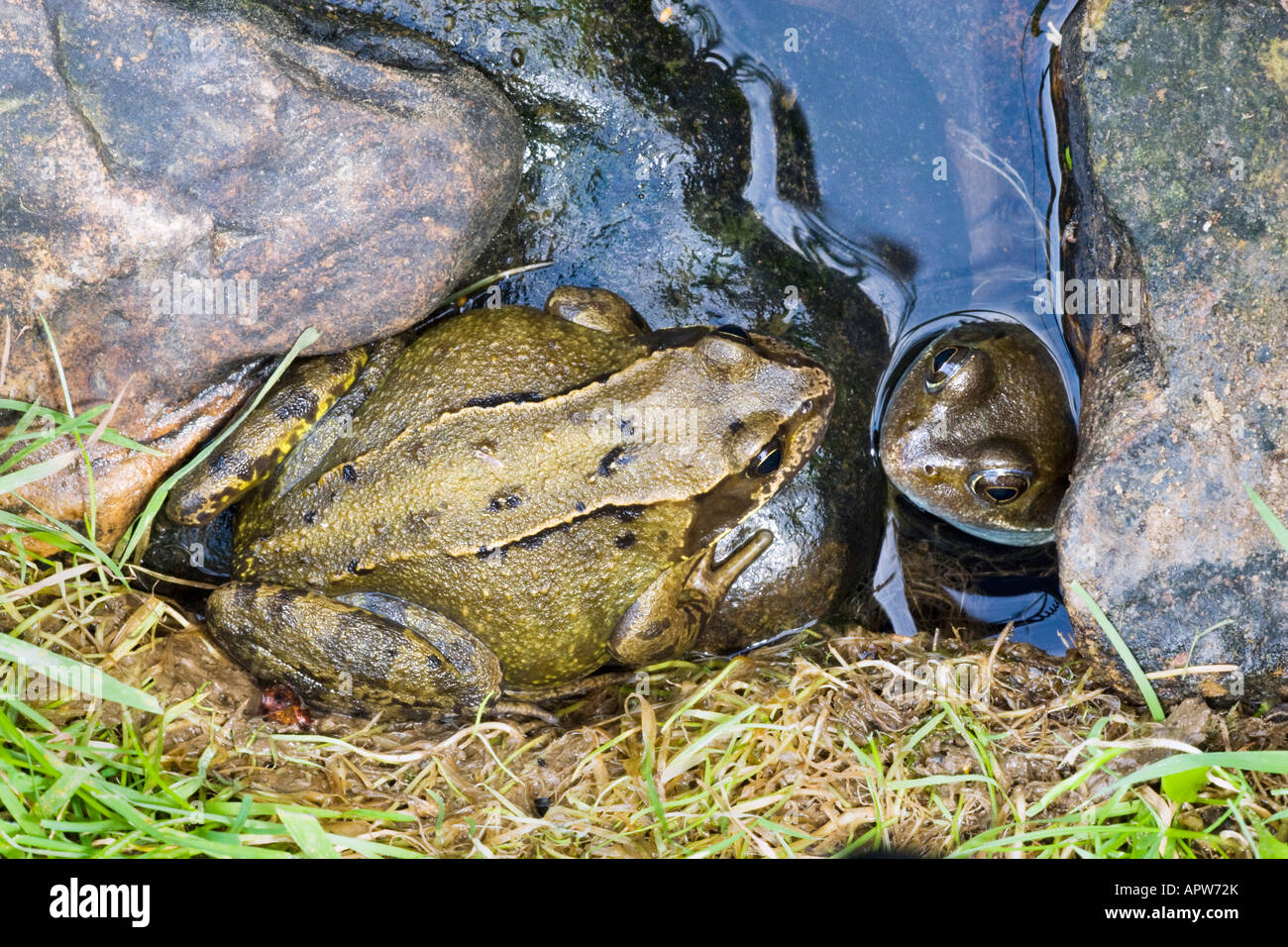 Garden Pond Frogs Summer England High Resolution Stock Photography and ...