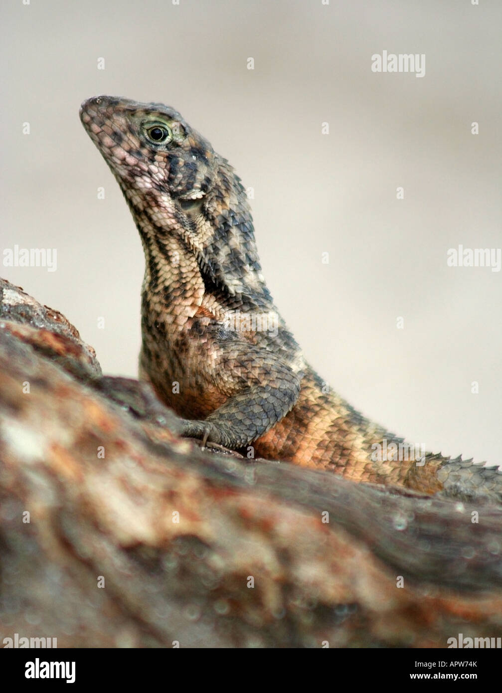 Lizzard scales hi-res stock photography and images - Alamy