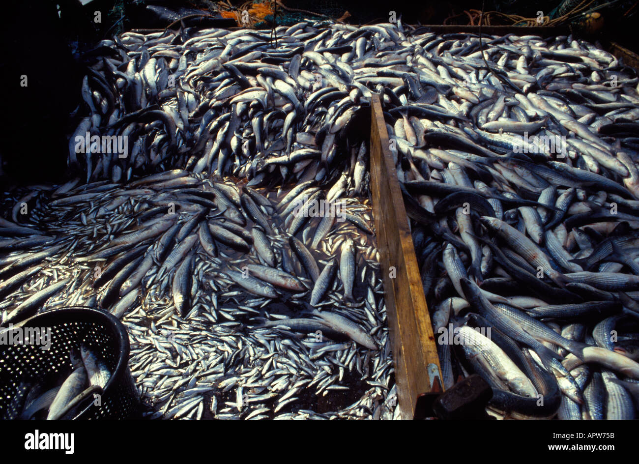 Fish net trawler catch hi-res stock photography and images - Alamy